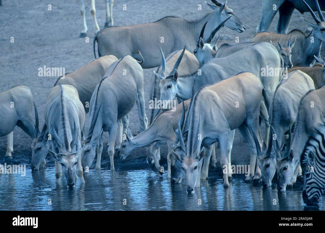Group of eland hi-res stock photography and images - Alamy