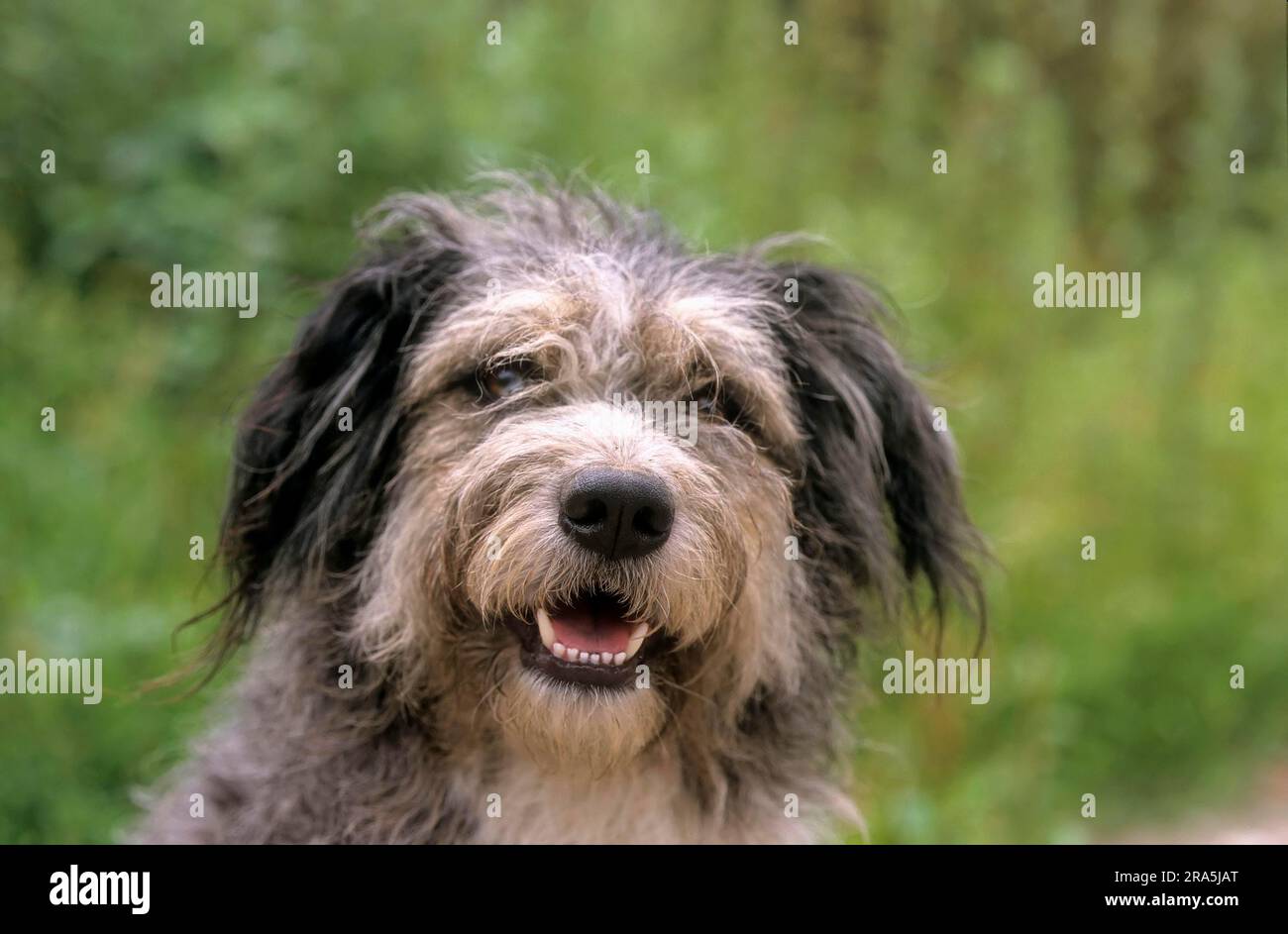 Old German Shepherd Dog Stock Photo - Alamy