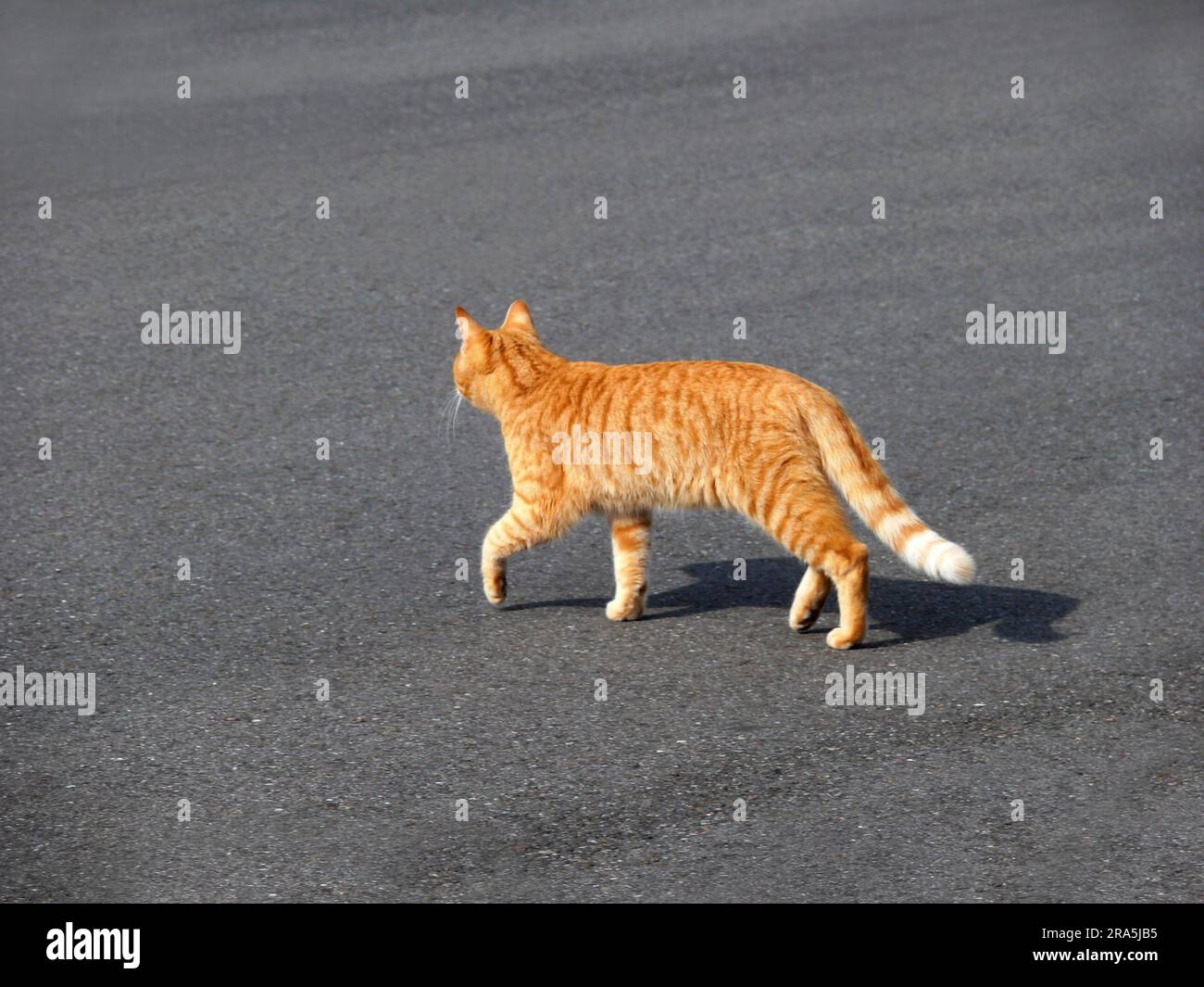 Go cross hi-res stock photography and images - Alamy