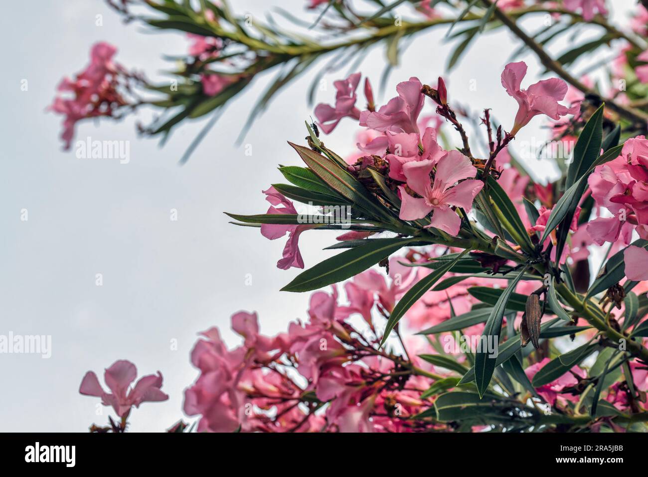 Oleander hintergrund hi-res stock photography and images - Alamy
