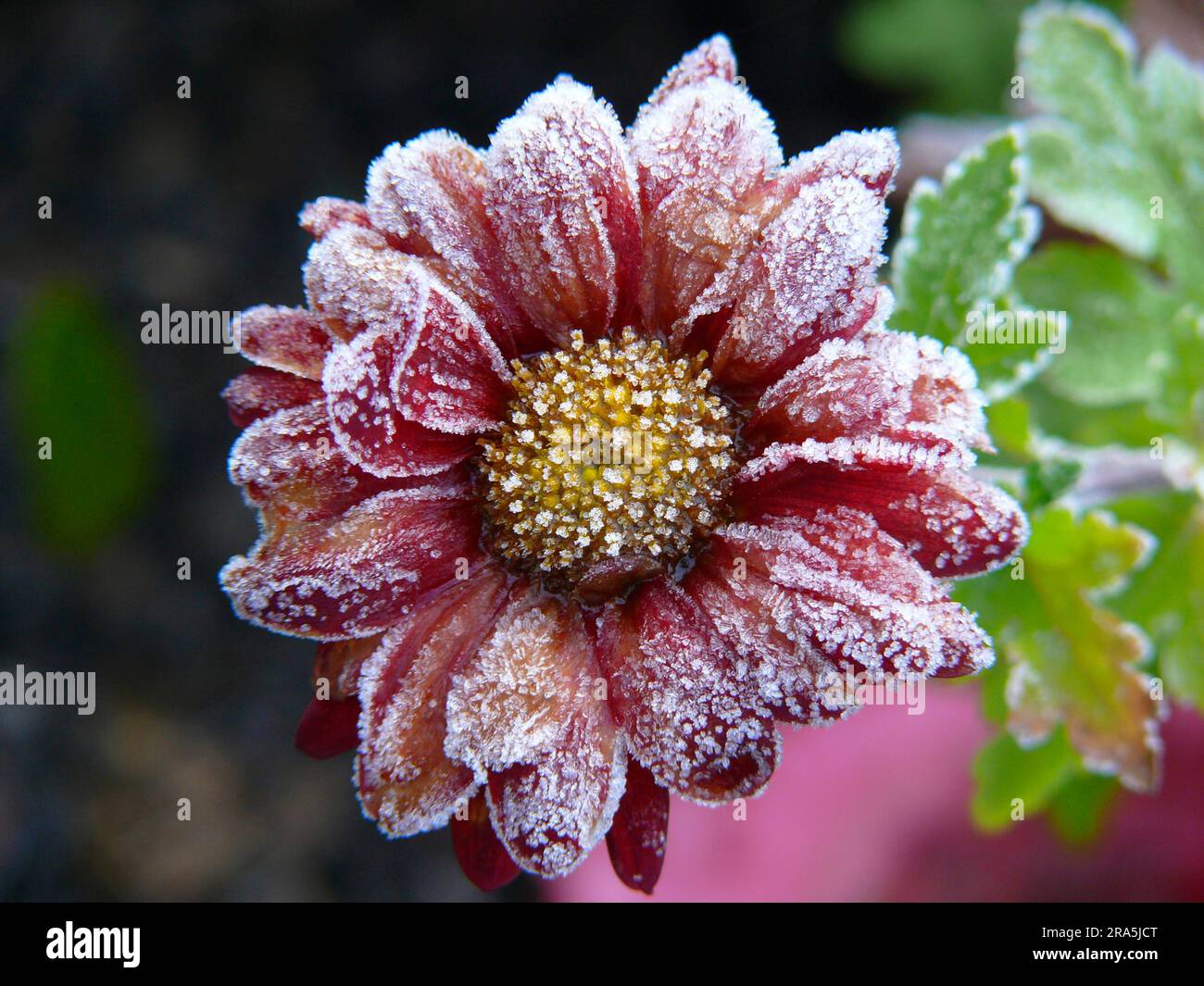 Winter asters hi-res stock photography and images - Alamy