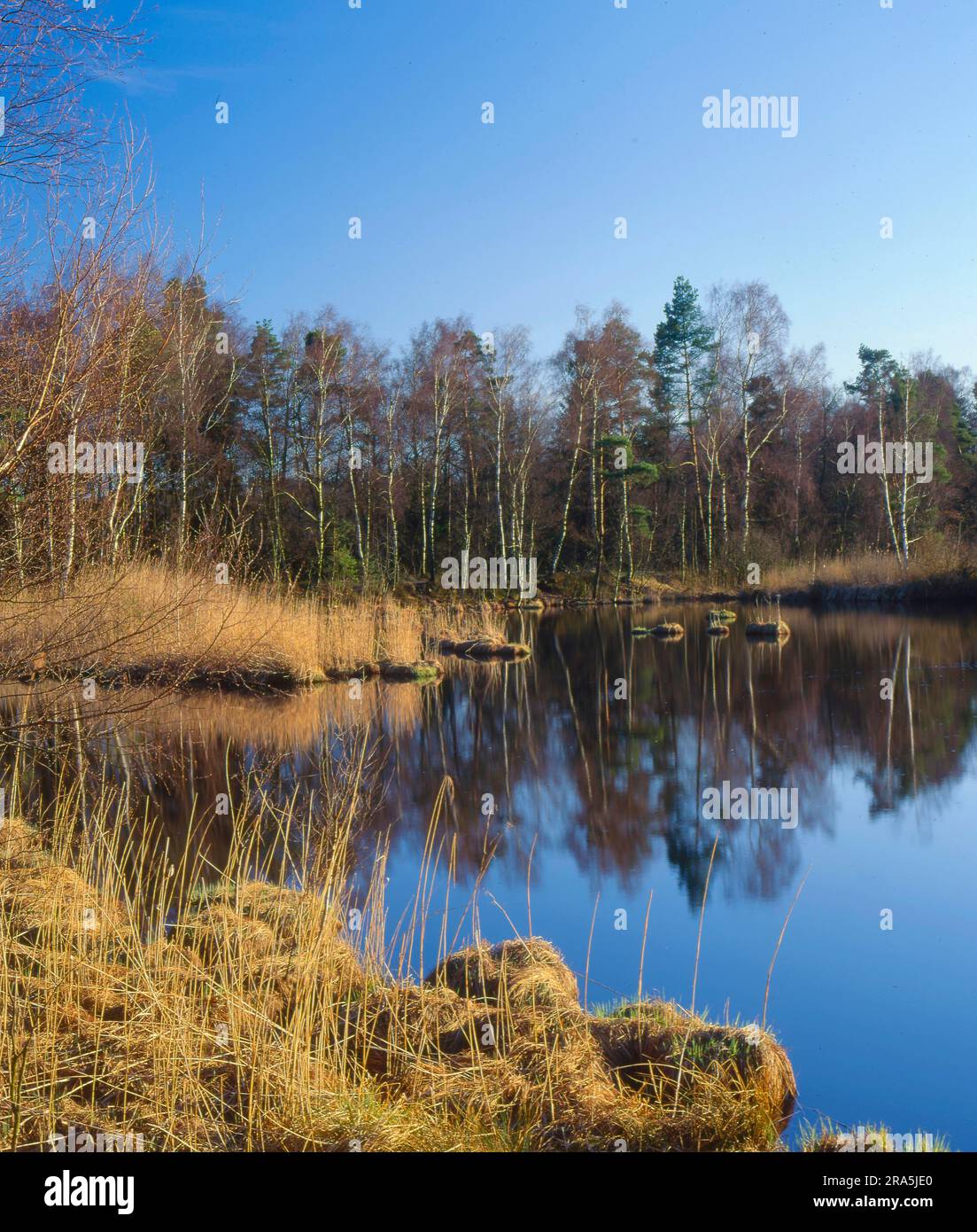 Moor pond in spring also amphibian biotope Stock Photo - Alamy