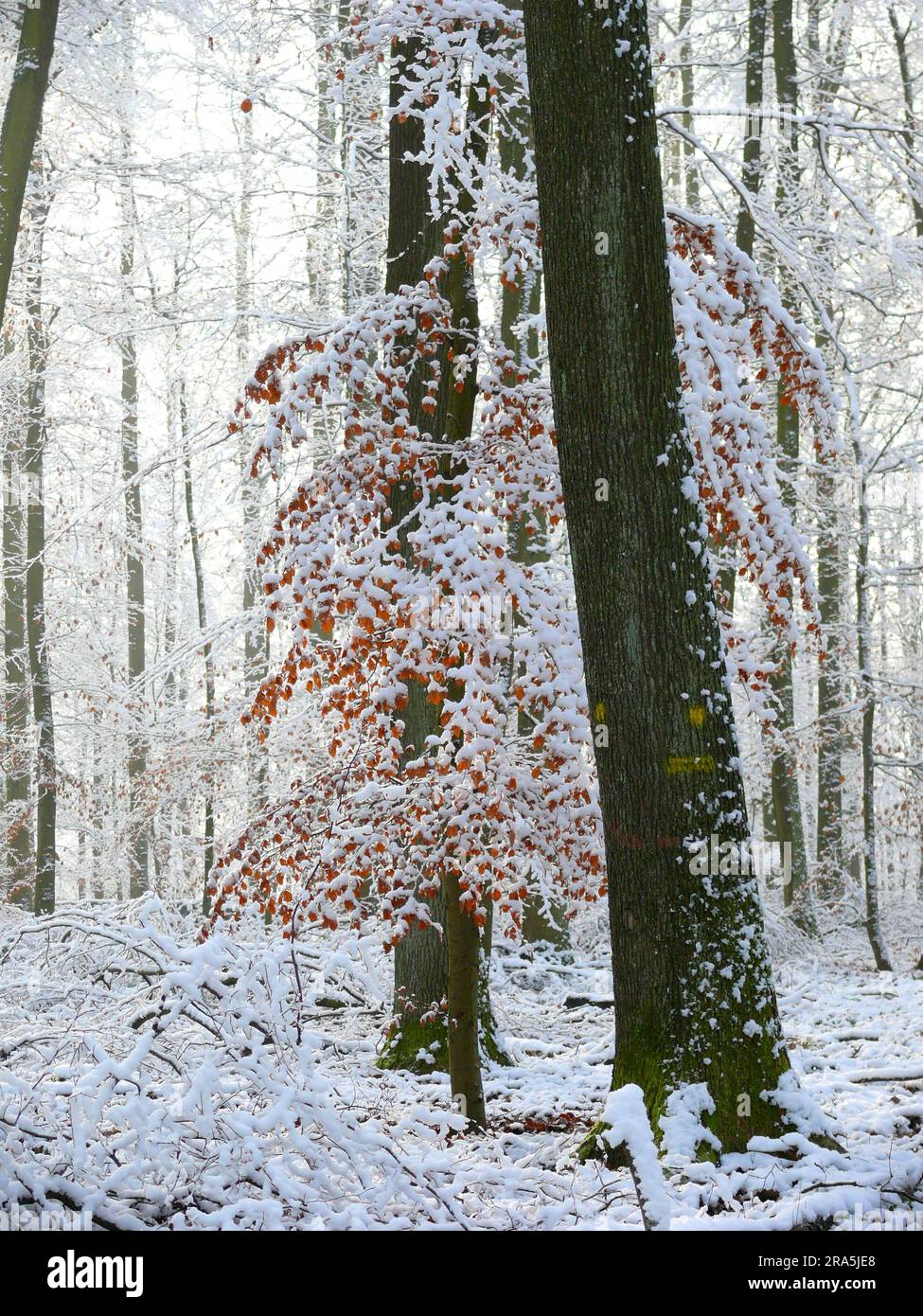 Winter forest with snow, beech leaves with snow, beech branch Stock ...