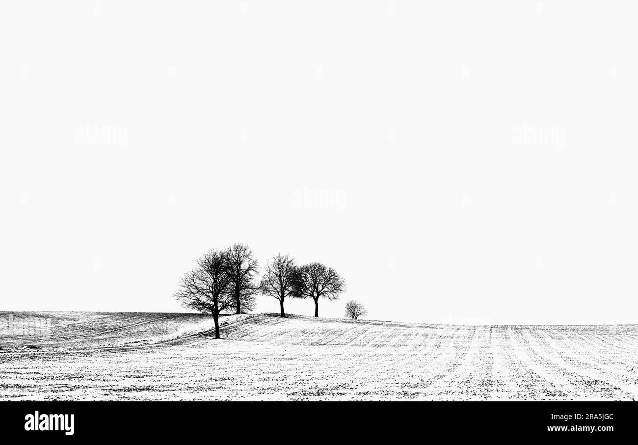 Group of trees Stock Photo - Alamy