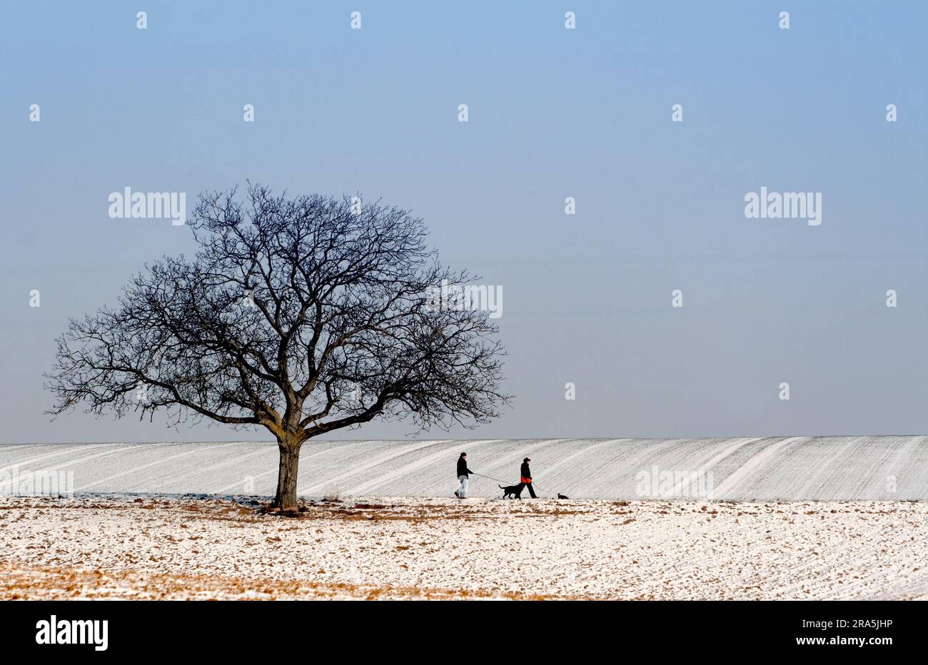 Walnut tree walk hi-res stock photography and images - Alamy