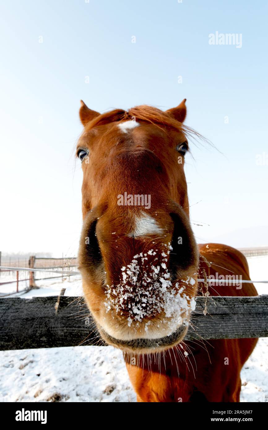 Smooch smooch hi-res stock photography and images - Alamy