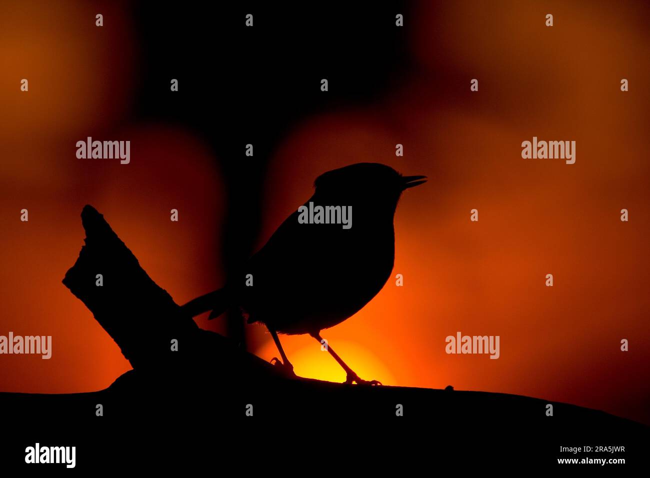 Silhouette of robin hi-res stock photography and images - Alamy