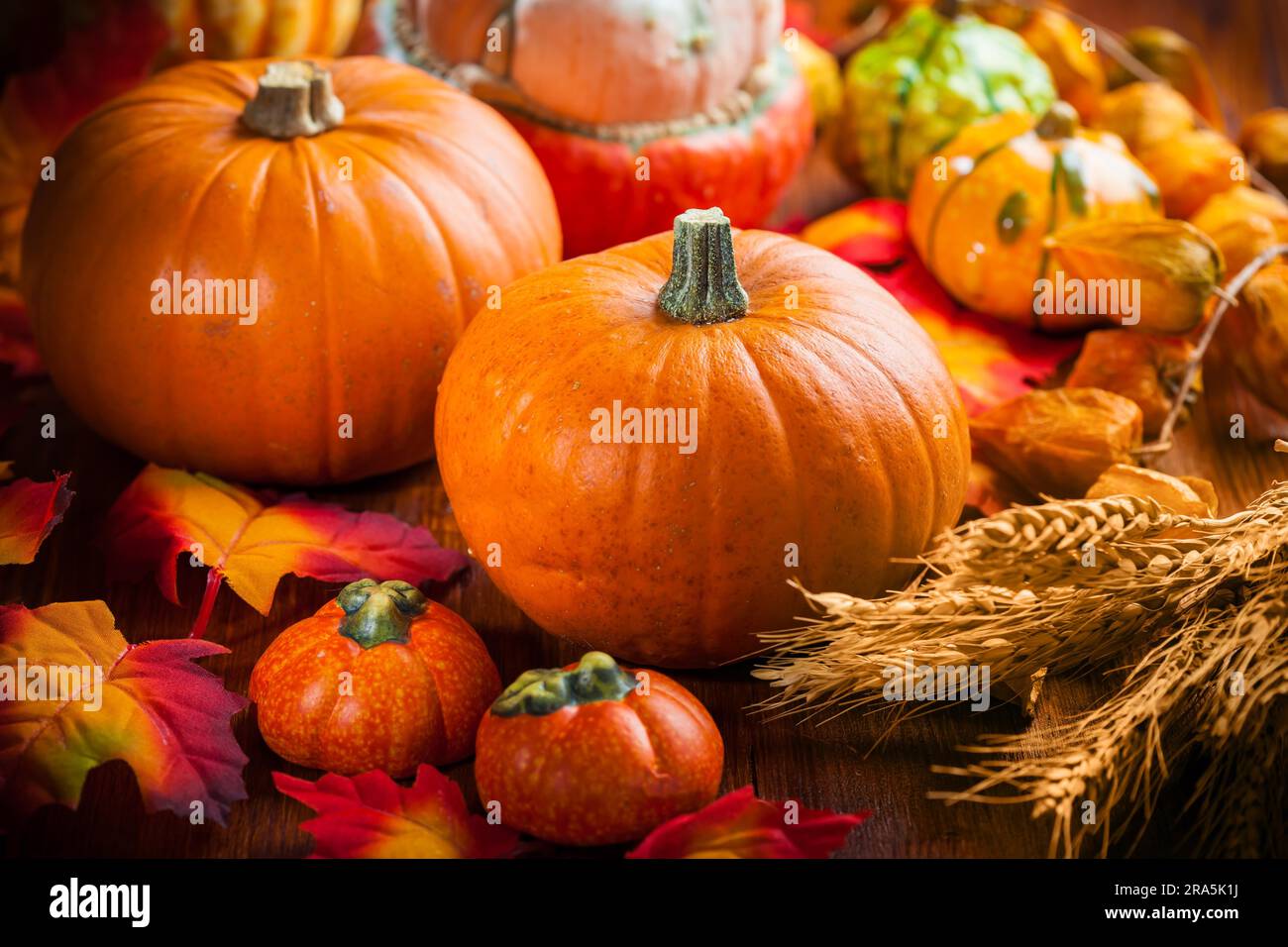 Traditional pumpkins for Thanksgiving and Halloween in autumn colors ...