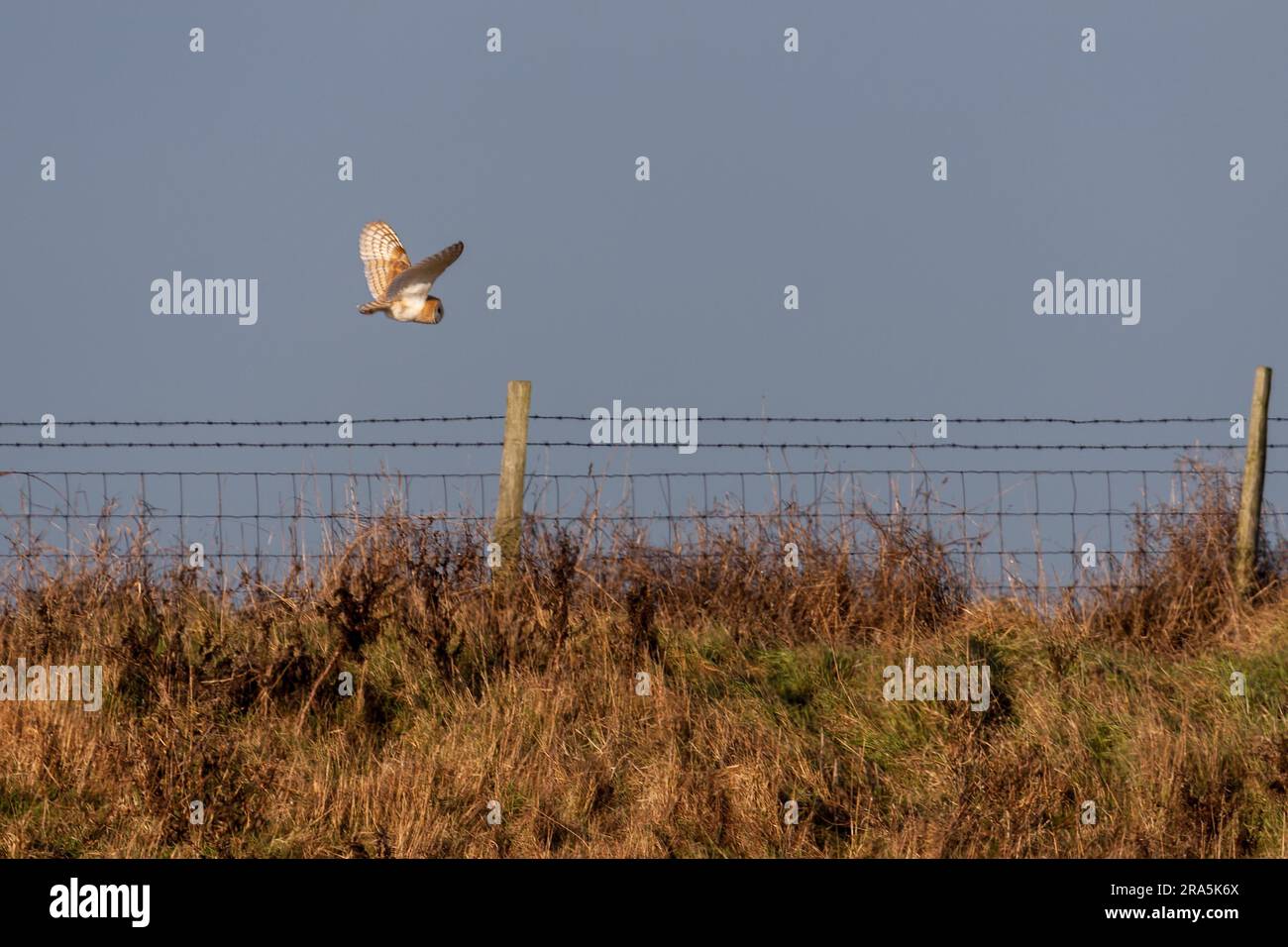 Barn Owl hunting at Elmley Marshes on a winter's afternoon Stock Photo ...