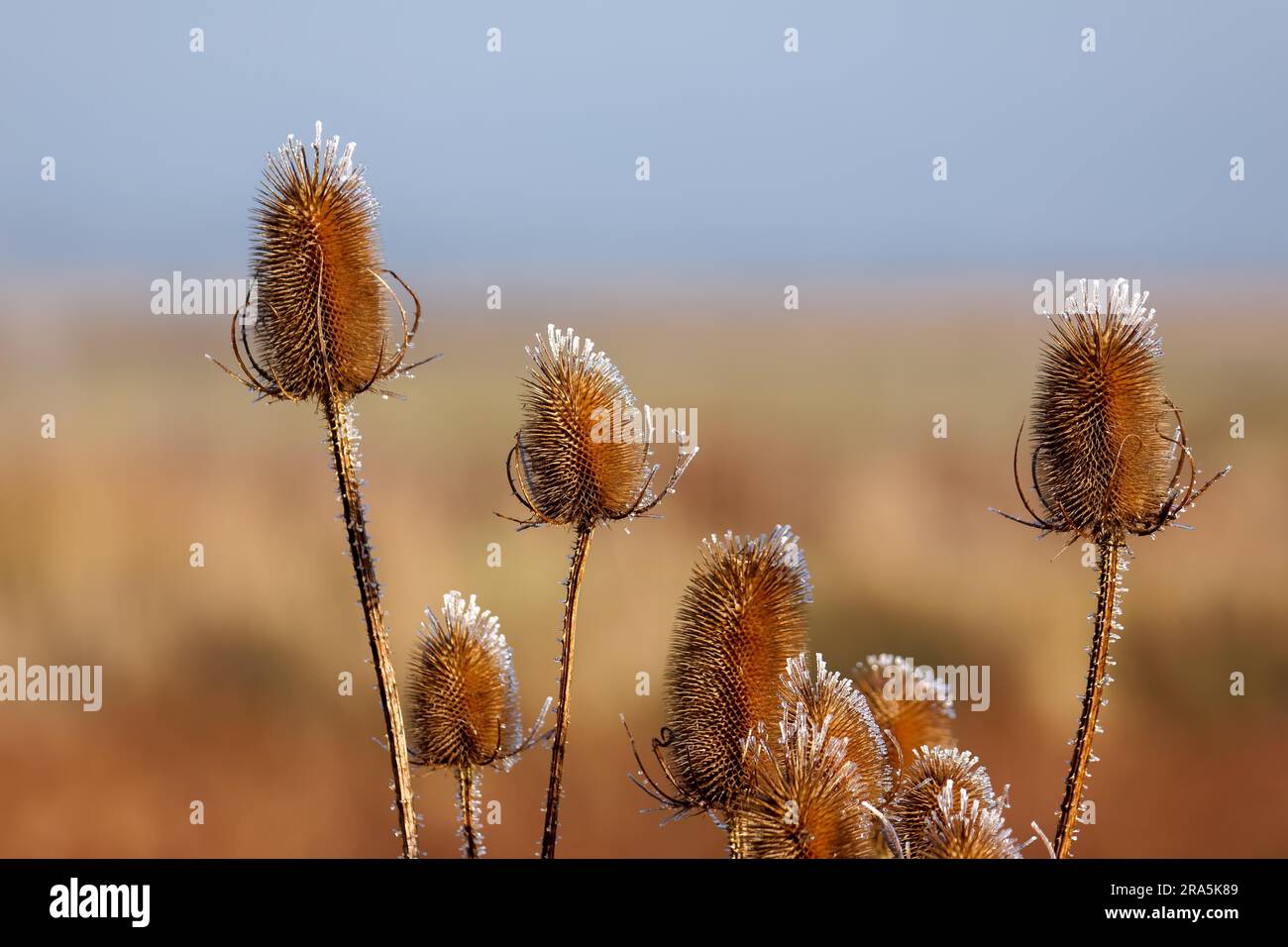 Frost Tipped Teasels (Dipsacus Stock Photo - Alamy