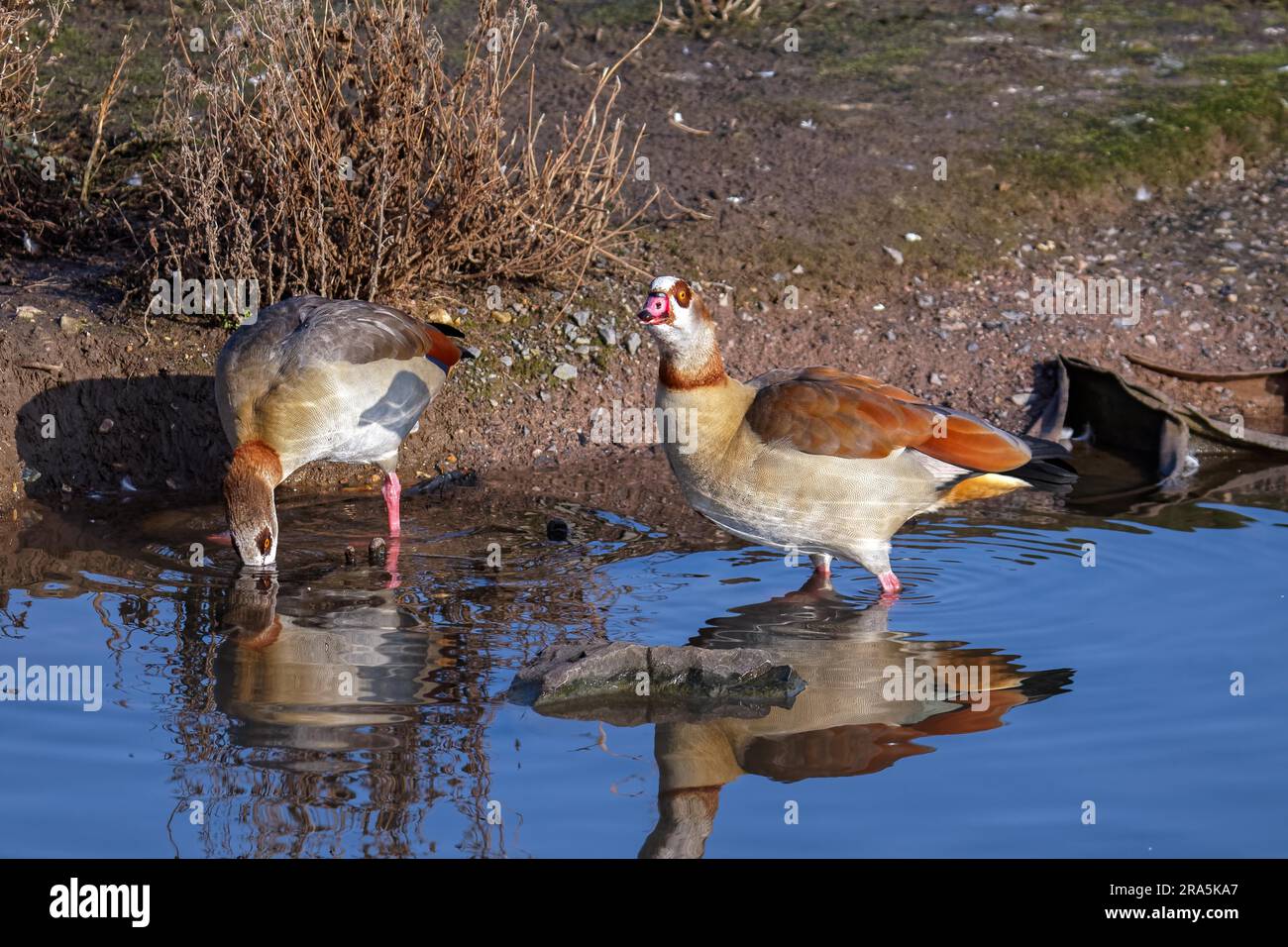 Egyptian Geese (Alopochen aegyptiacus Stock Photo - Alamy