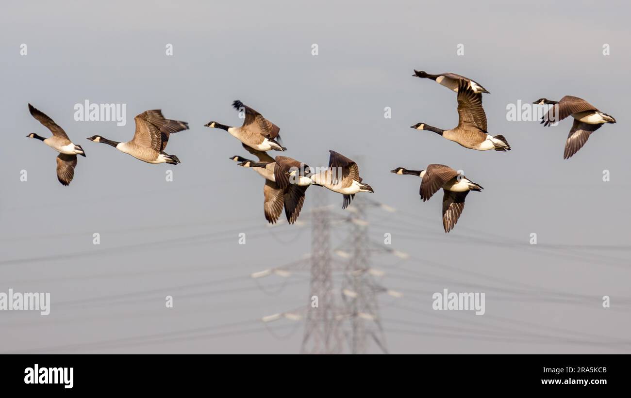 Greylag Geese (anser anser) flying over marshes in Essex Stock Photo ...