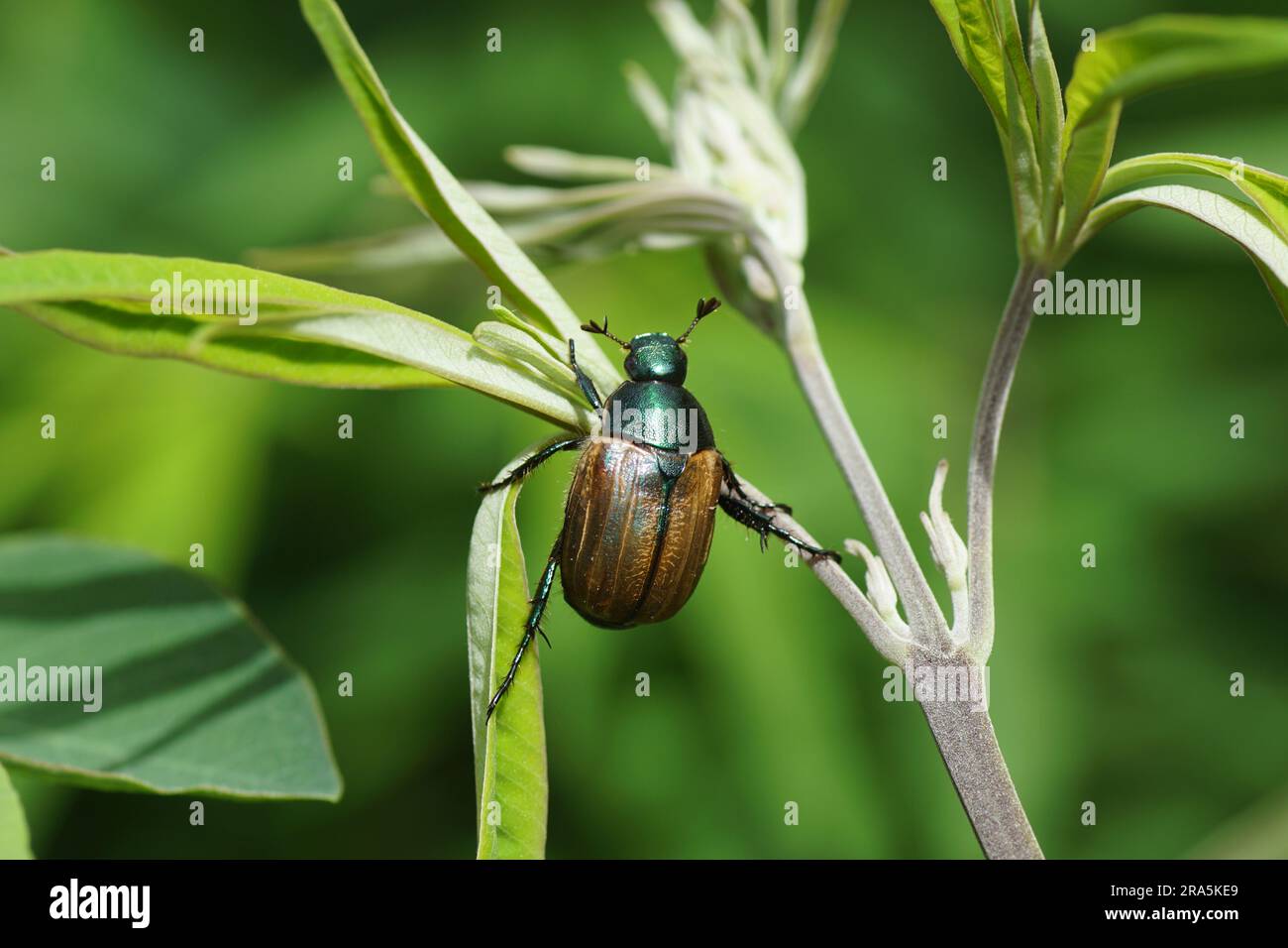 Dune chafer (Anomala dubia). Family Scarabs, scarab beetles ...
