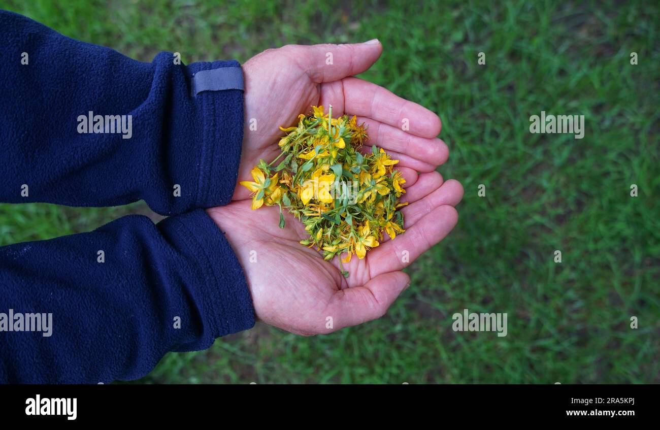 Hands are holding Hypericum perforatum in nature, common name - Saint ...