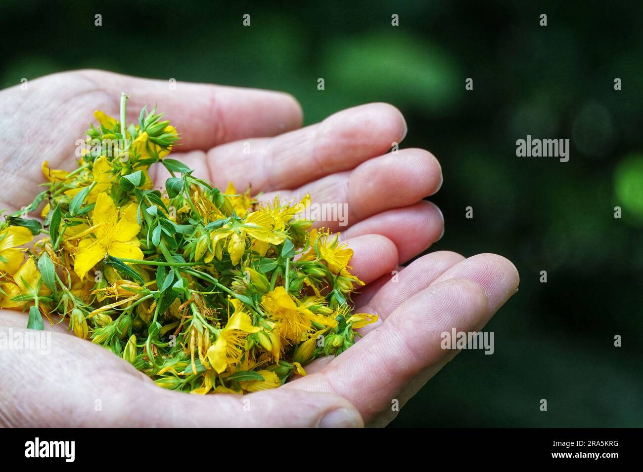 Hands are holding Hypericum perforatum in nature, common name - Saint ...