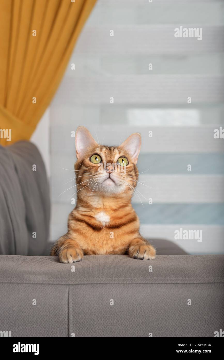 Domestic cat sitting on the sofa in the living room Stock Photo - Alamy
