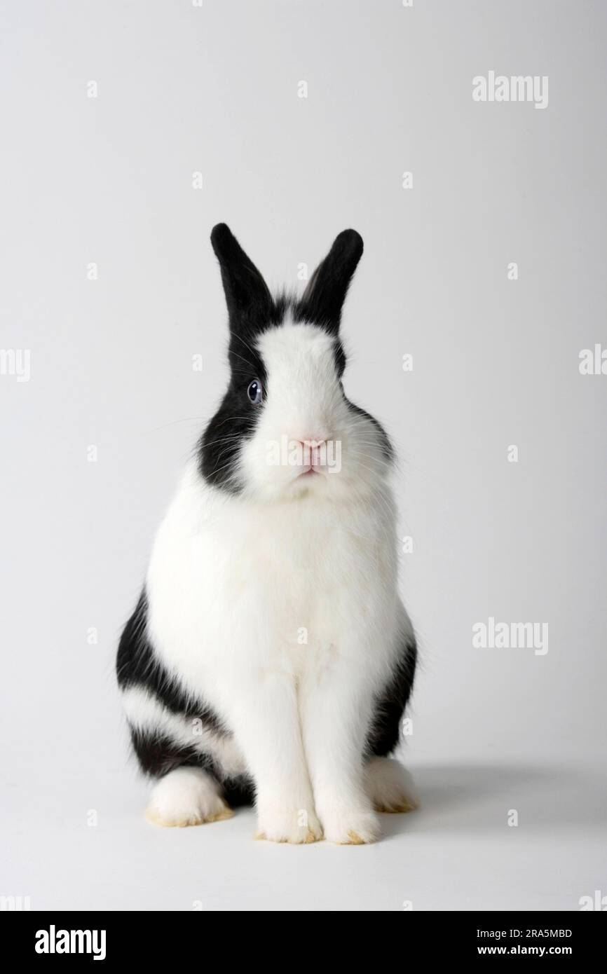 Lion-maned dwarf rabbit, black and white, lion-headed rabbit, domestic ...