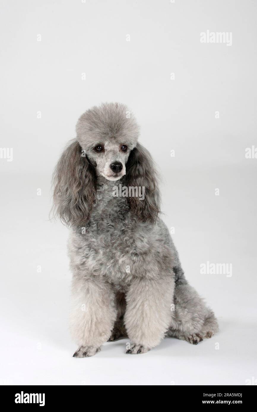 Dwarf poodle, silver Stock Photo - Alamy