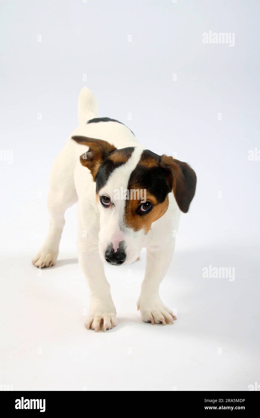 Jack Russell Terrier, insecure, insecurity Stock Photo - Alamy