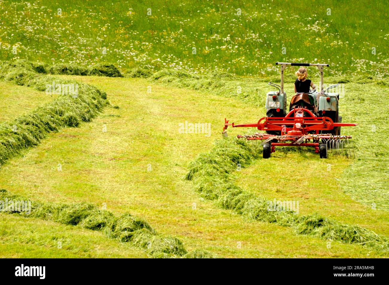 Tractor turning hay, Oberstdorf, Allgaeu, Bavaria, tractor, hay harvest ...