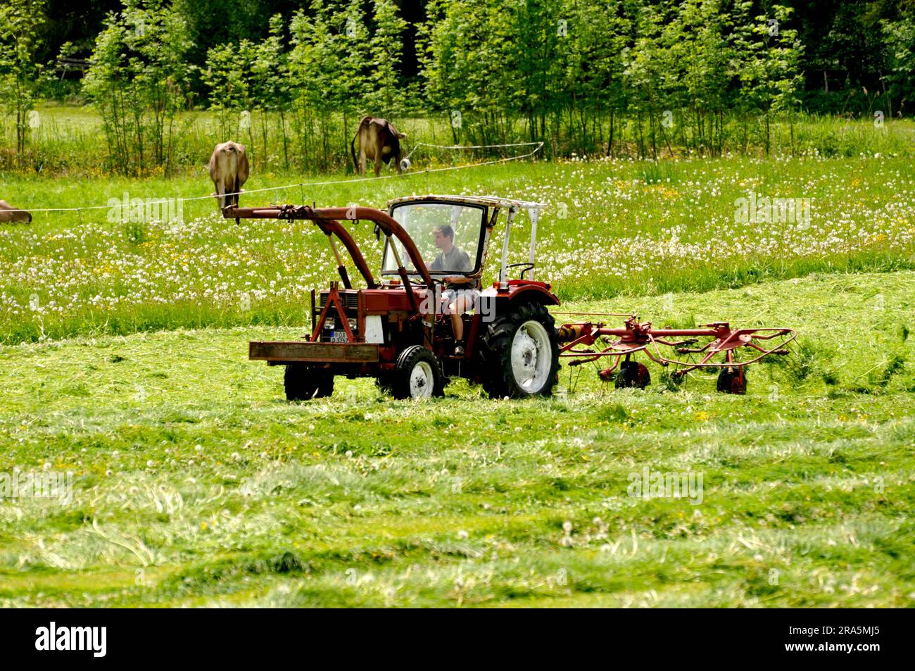 Tractor turning hay, Oberstdorf, Allgaeu, Bavaria, tractor, hay harvest ...