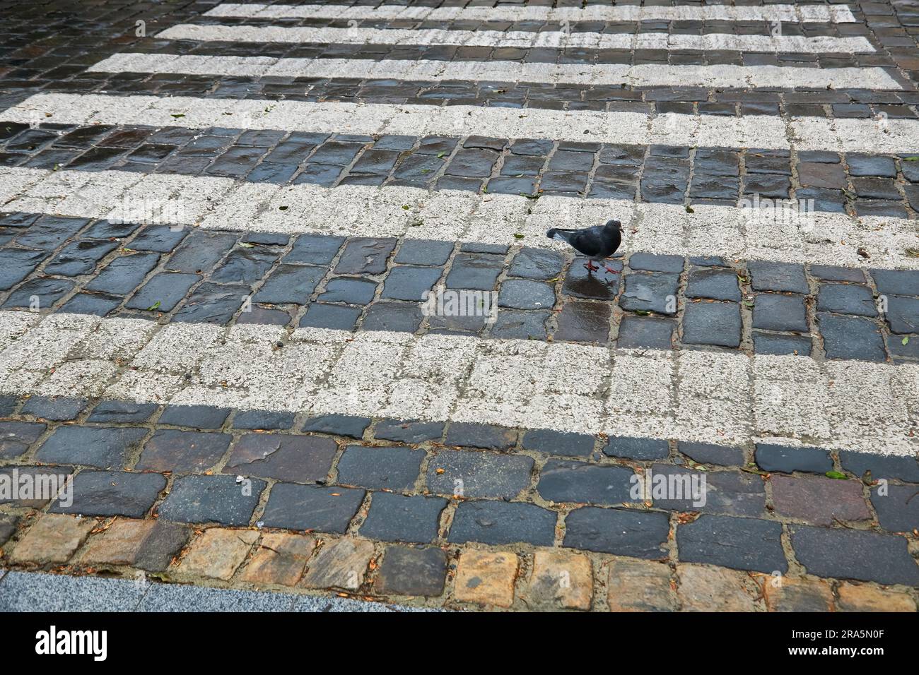 the white line of the road that almost faded because of the rain Stock ...