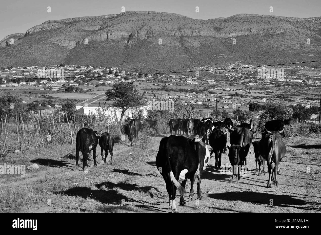 Bull on mountains in Black and White Stock Photos & Images - Alamy