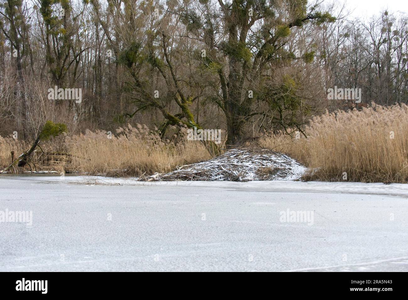 Beaver Castle, Rosenheim, European beaver (Castor fiber), Germany Stock ...