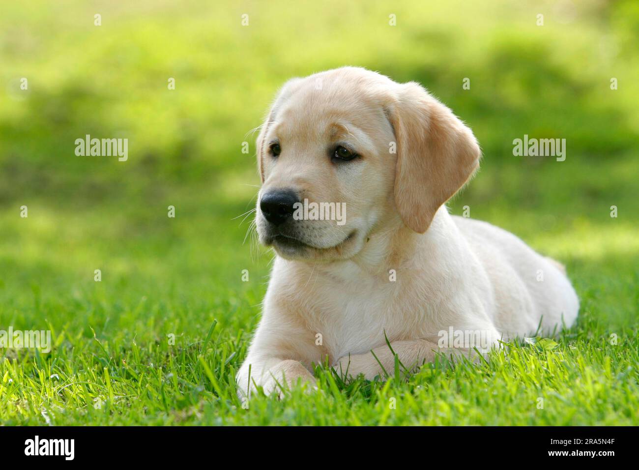 Baby labrador hi-res stock photography and images - Alamy