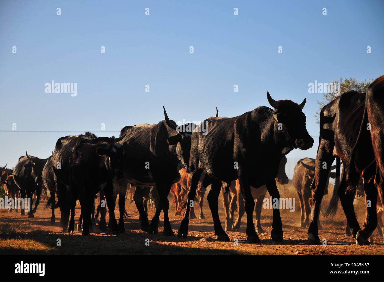 Slice of life in the rural villages of Ga-Chuene and Ga-Maja in Limpopo ...