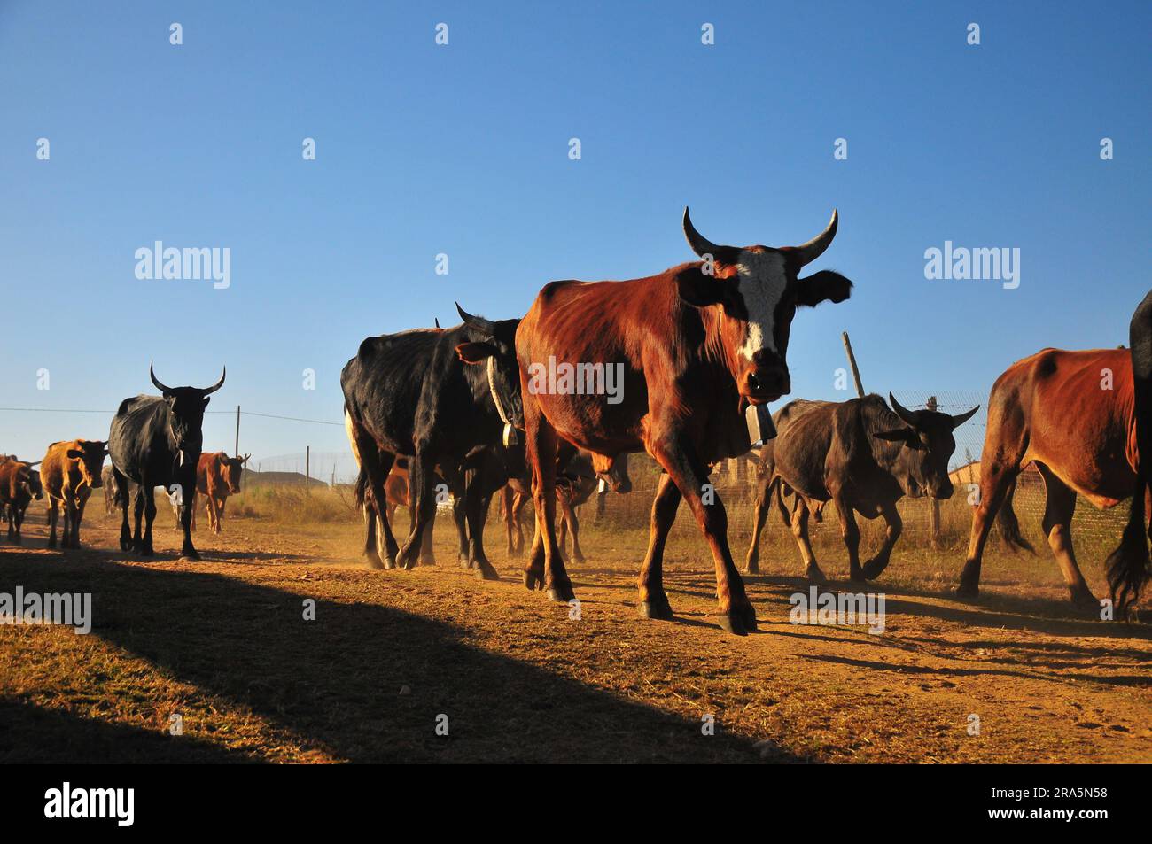 Slice of life in the rural villages of Ga-Chuene and Ga-Maja in Limpopo ...