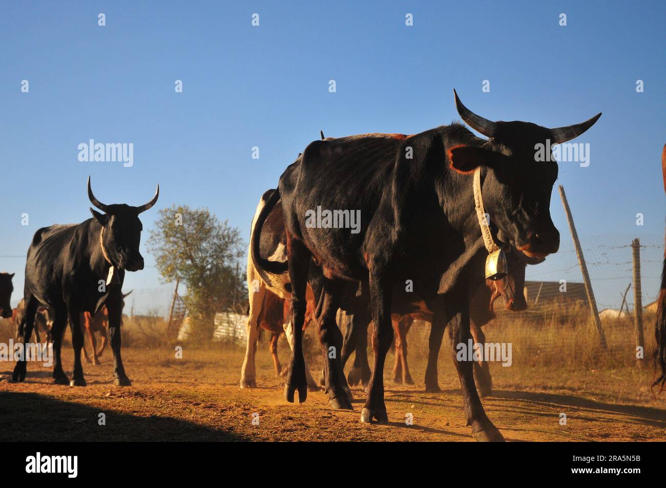 Slice of life in the rural villages of Ga-Chuene and Ga-Maja in Limpopo ...