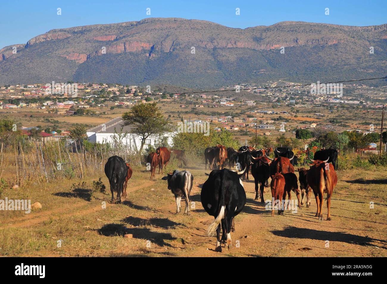 Slice of life in the rural villages of Ga-Chuene and Ga-Maja in Limpopo ...
