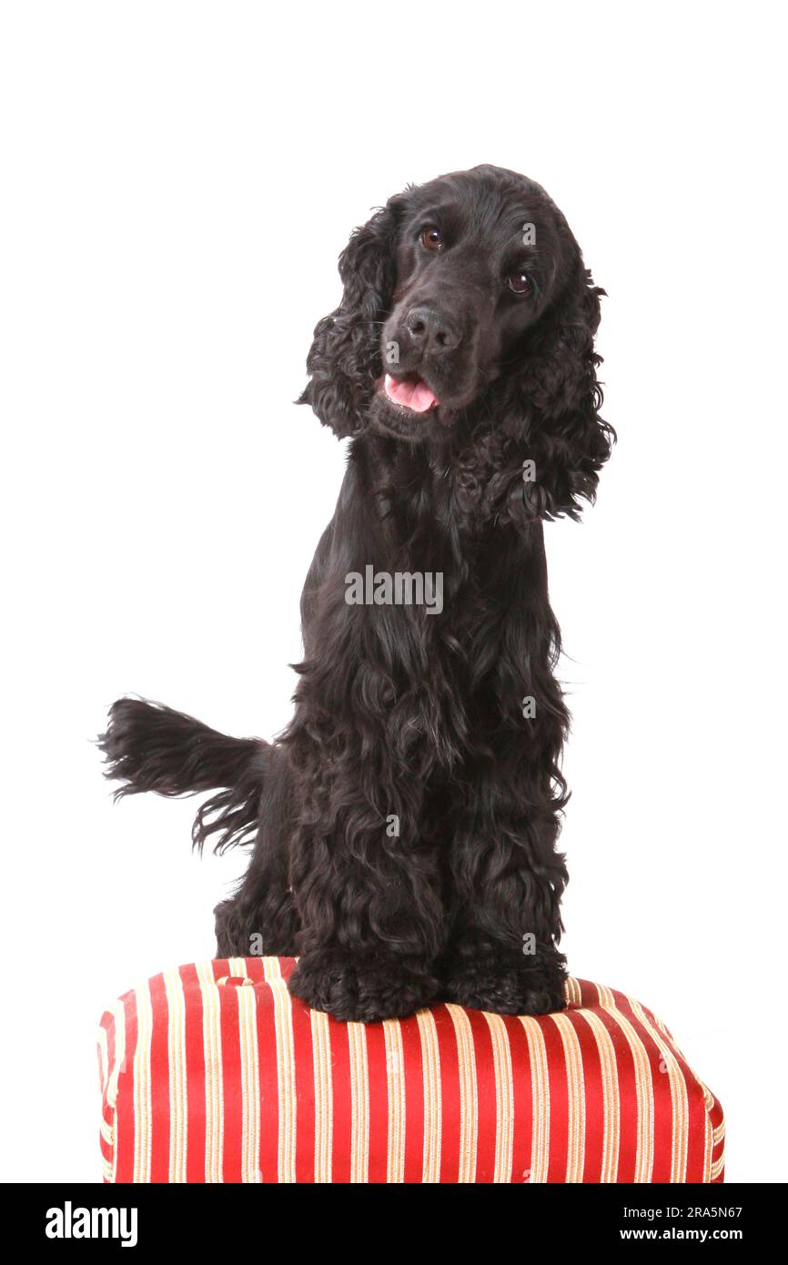 Black English Cocker Spaniel