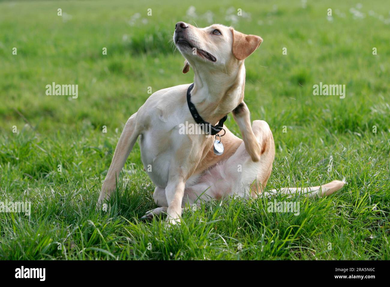 Dog tax stamp hi-res stock photography and images - Alamy