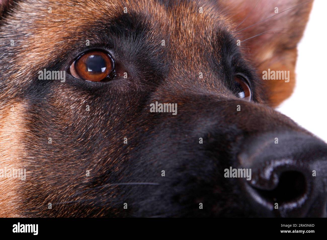 German shepherd face close up hi-res stock photography and images - Alamy