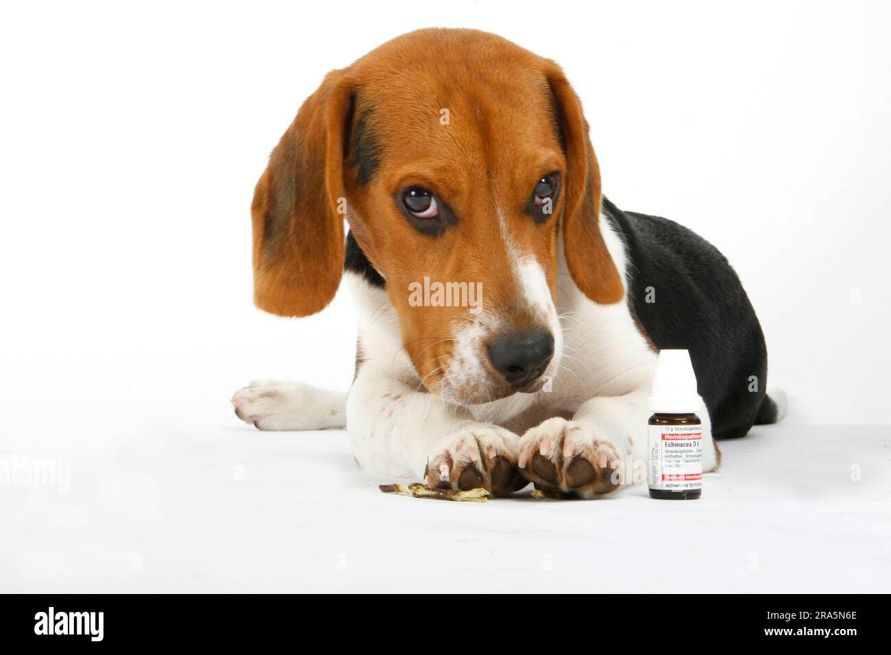Homeopathy dog hi-res stock photography and images - Alamy
