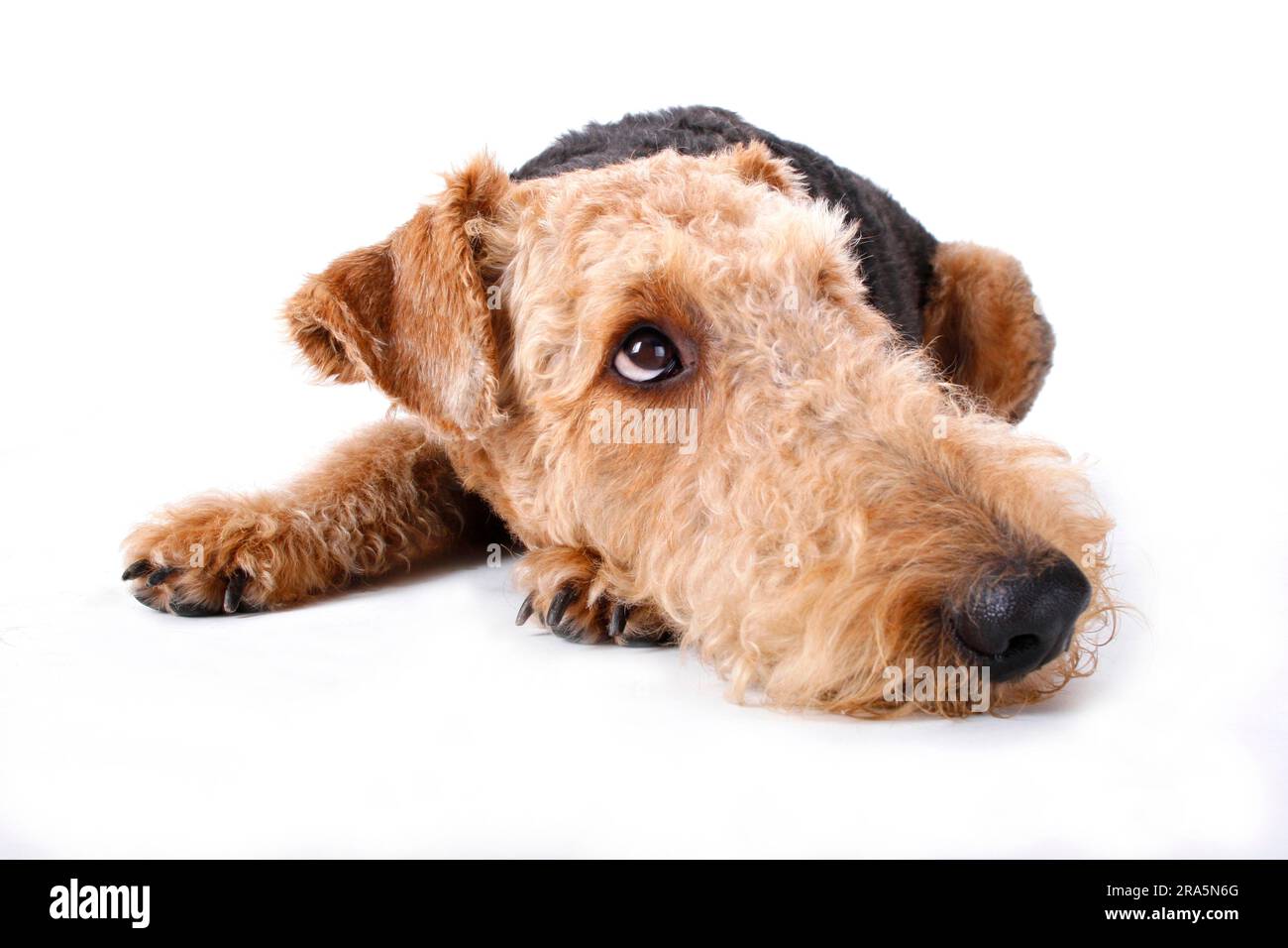 Distorted dog head hi-res stock photography and images - Alamy