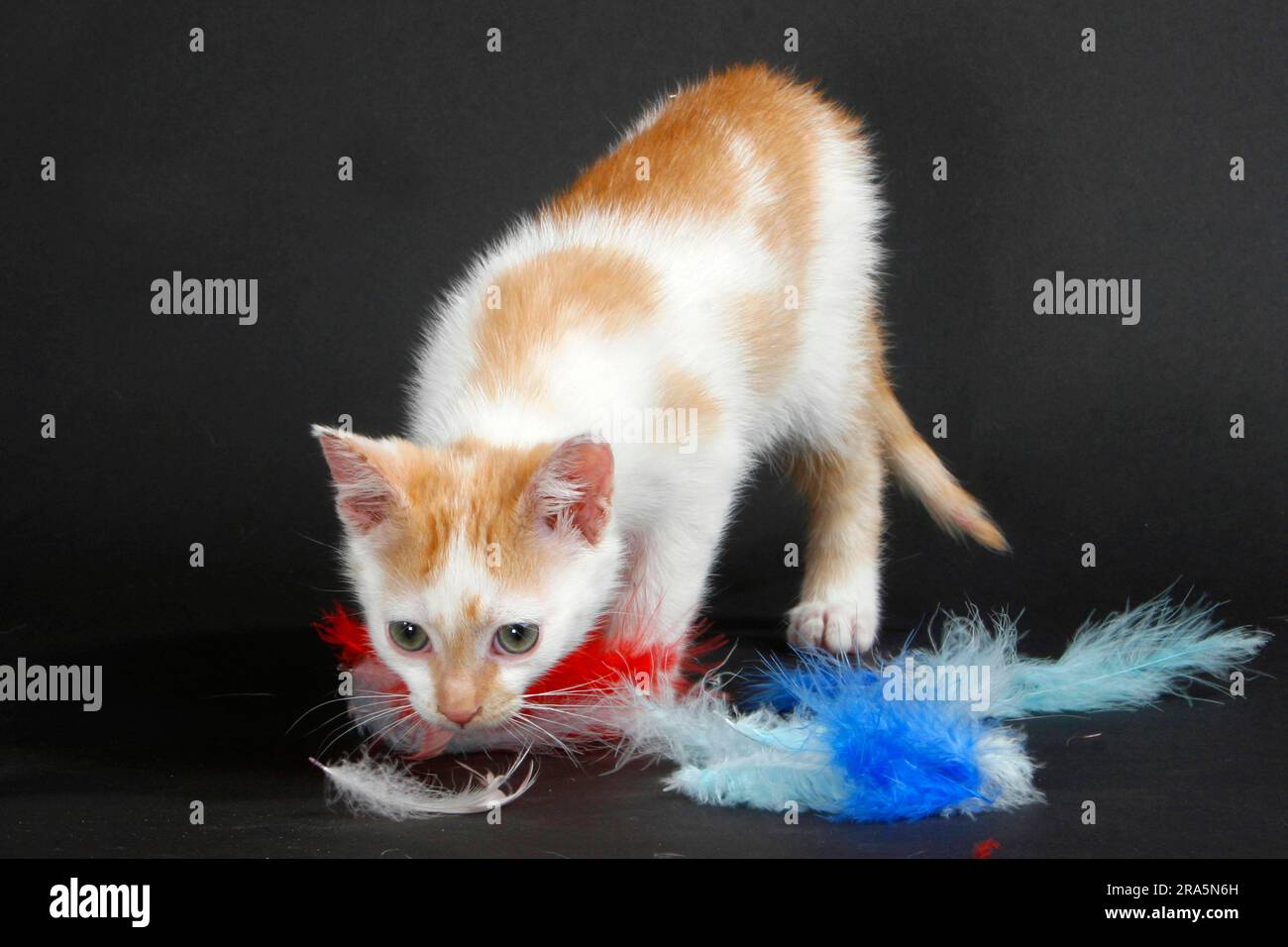 Cat bird feather hi-res stock photography and images - Alamy