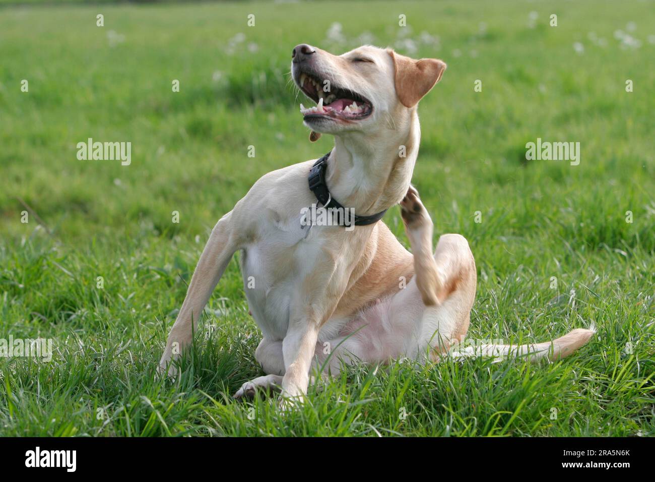 Dog tax stamp hi-res stock photography and images - Alamy