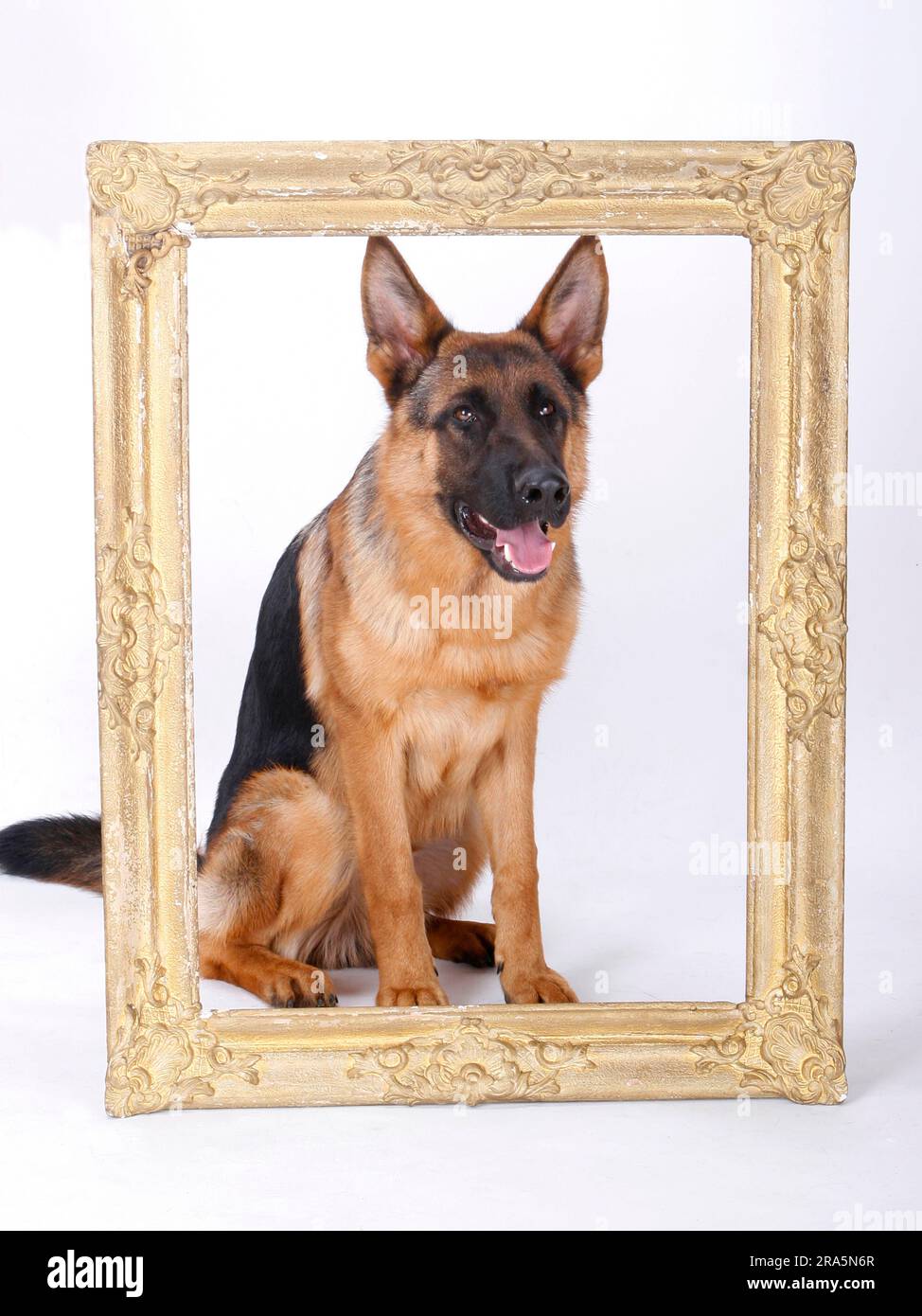 German Shepherd Dog in Picture Frame, German Shepherd Dog Stock Photo ...