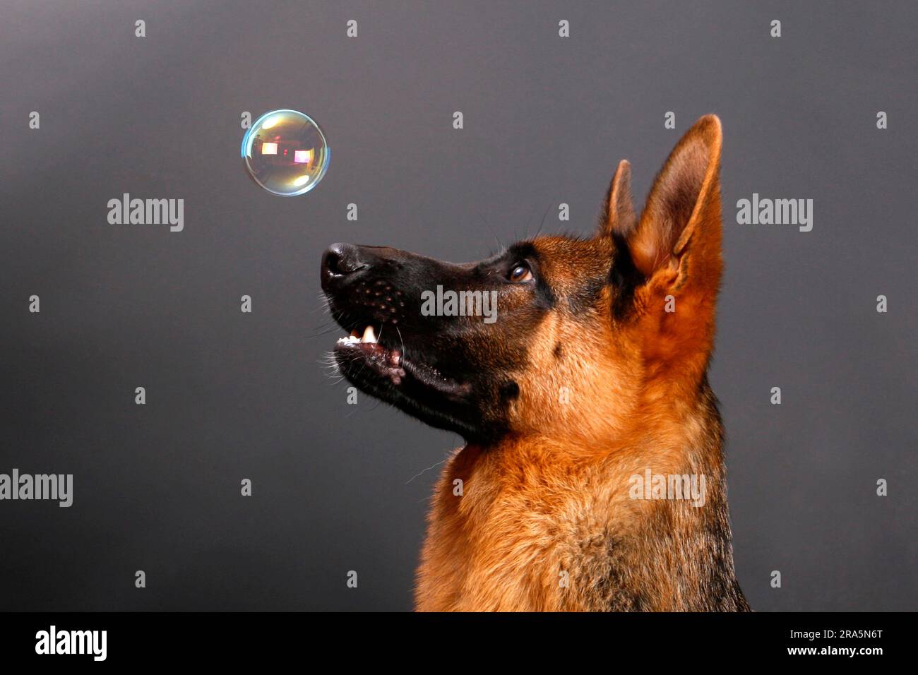 German shepherd dog with soap bubble, German shepherd dog, lateral ...