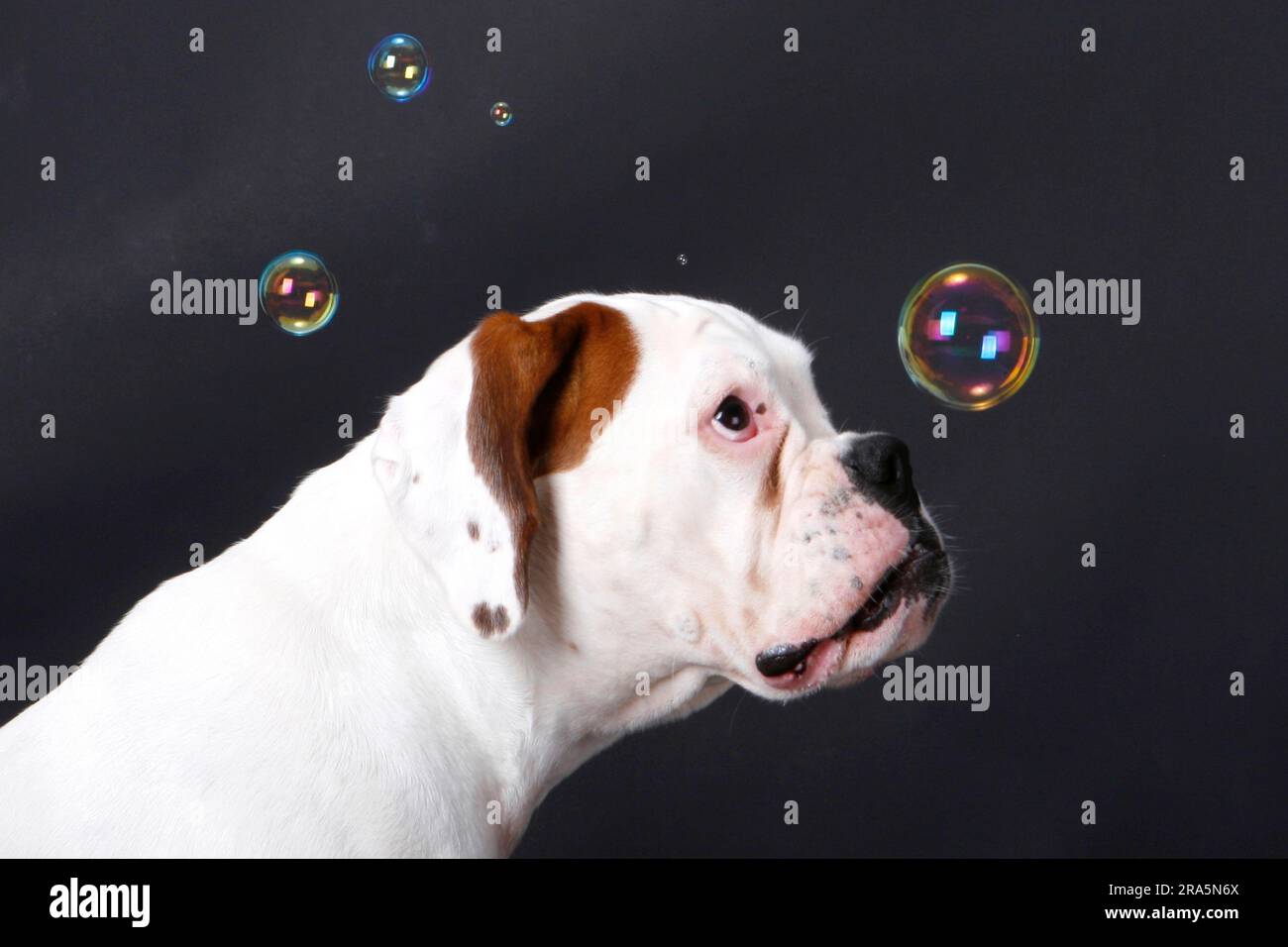 Fear of bubbles hi-res stock photography and images - Alamy
