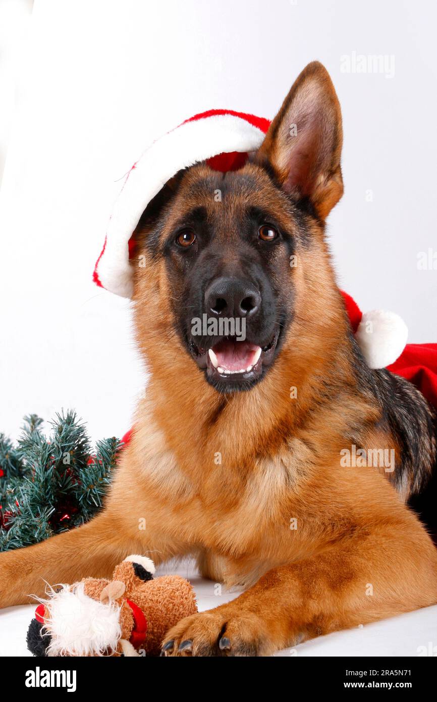 German Shepherd Dog with Father Christmas Cap, German Shepherd Dog ...