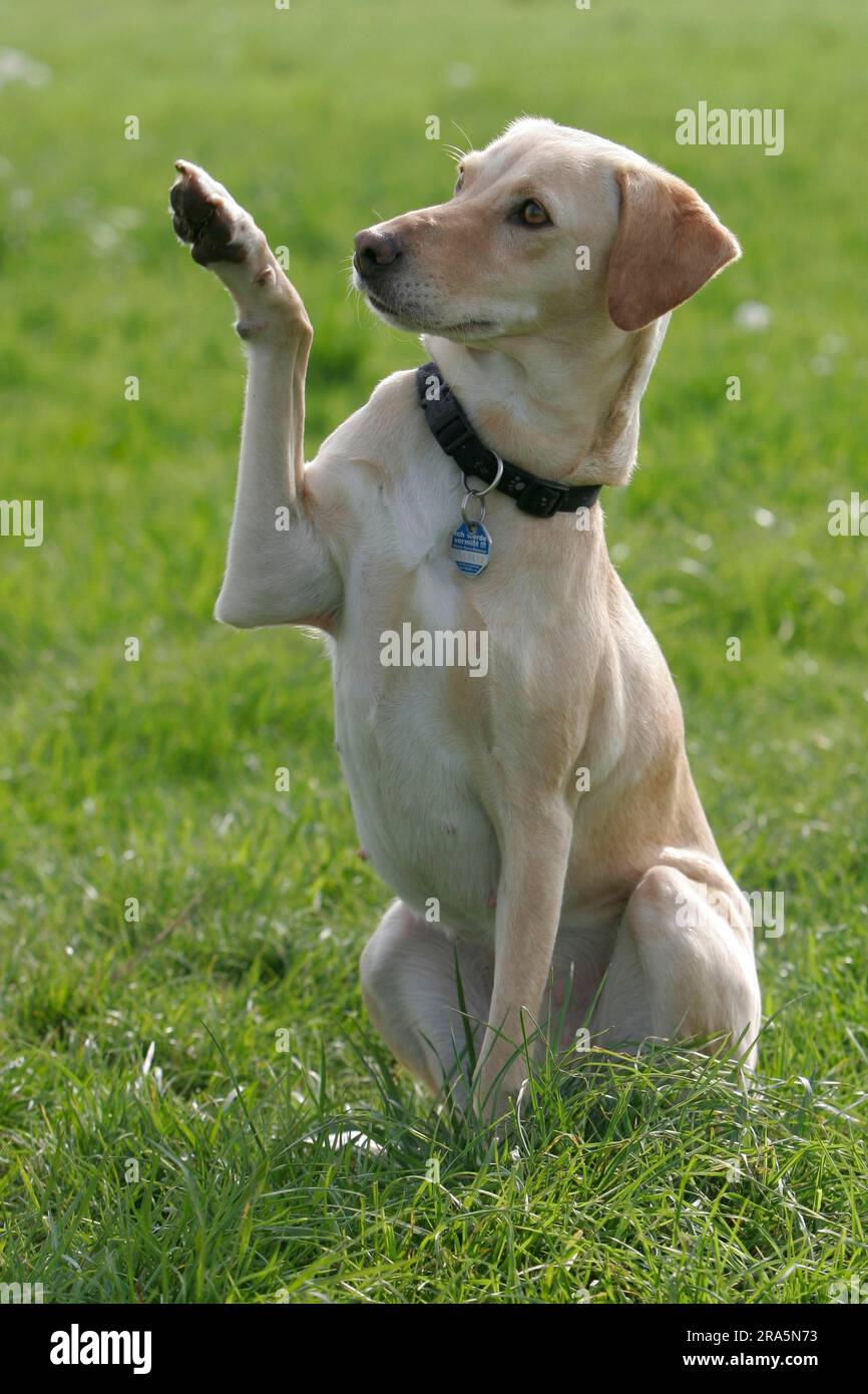 Dog tax stamp hi-res stock photography and images - Alamy