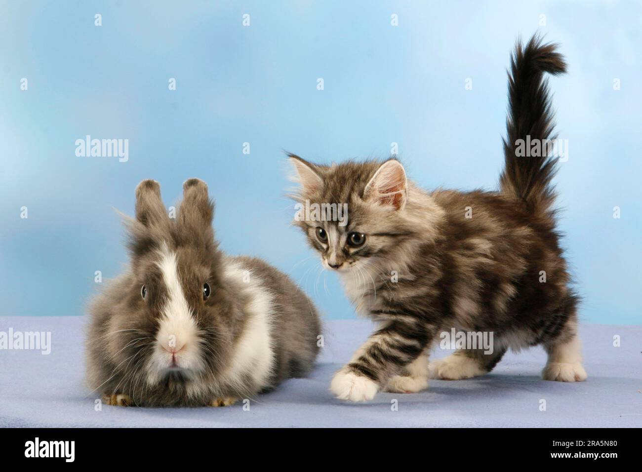 Norwegian Forest Cat, kitten, 7 weeks, and lion head rabbit, kitten ...