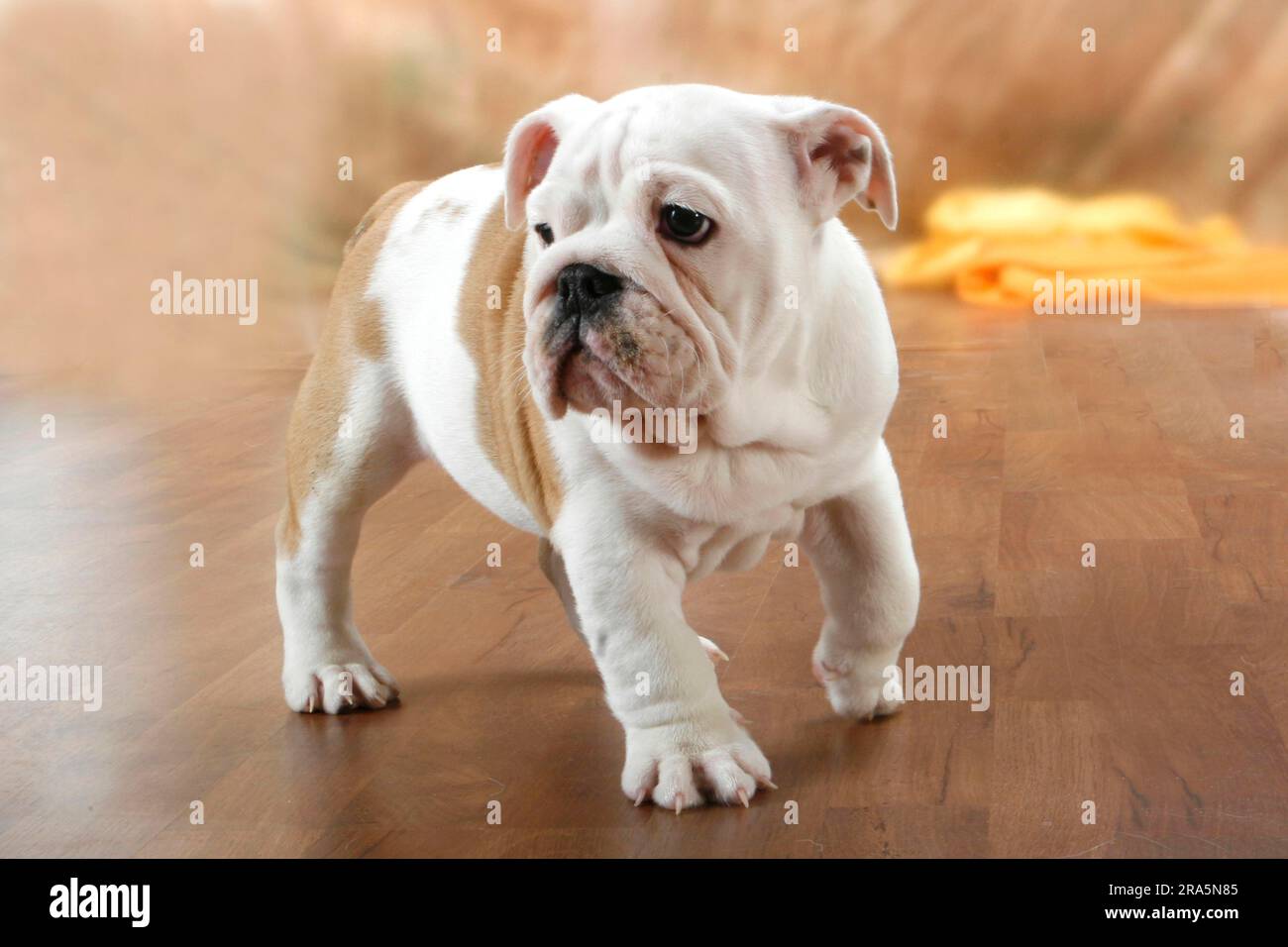 English Bulldog, puppy, 10 weeks, detachable Stock Photo - Alamy