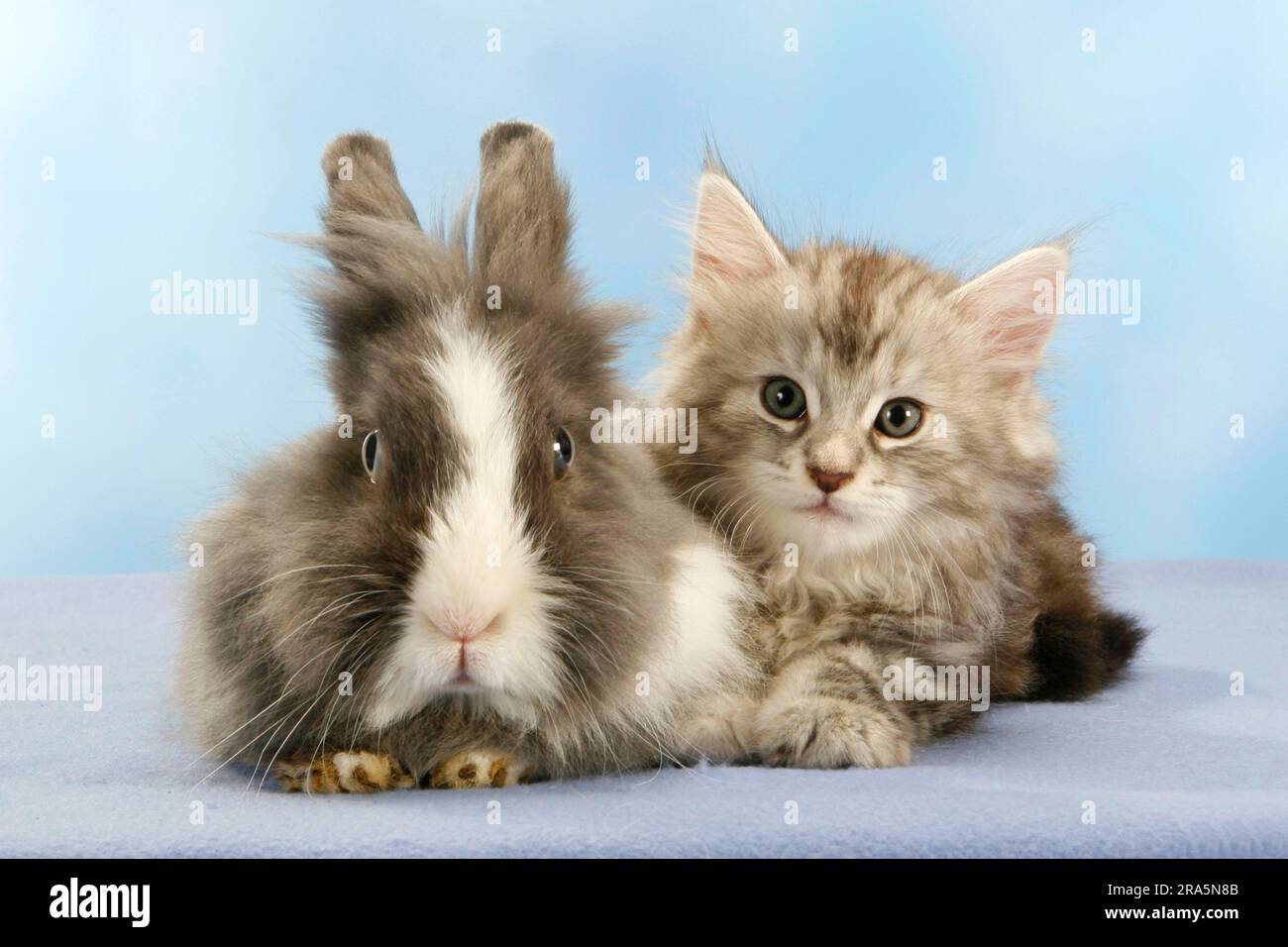 Norwegian Forest Cat, kitten, 7 weeks, and lion head rabbit, kitten ...