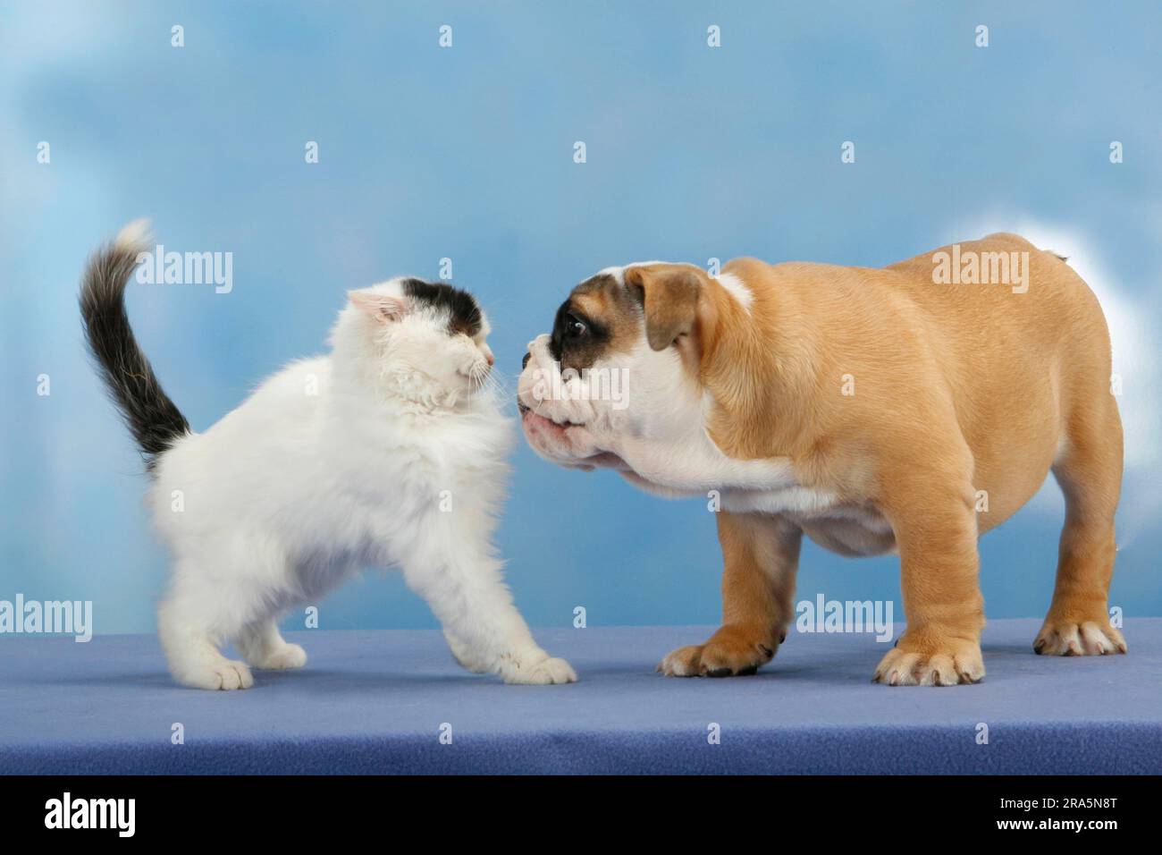 English bulldog, puppy, 10 weeks, and domestic cat, kitten, detachable ...
