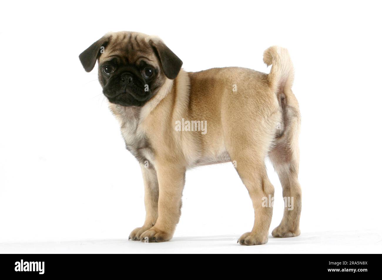 Pug baby Cut Out Stock Images & Pictures - Alamy